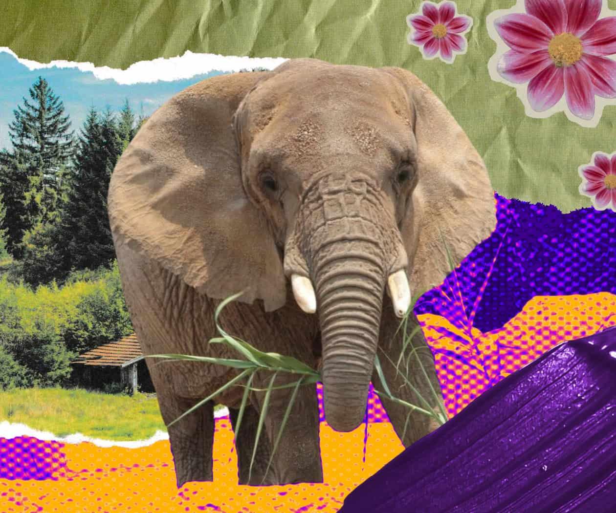 ¿Qué dijo la SCJN sobre el caso de la elefanta Ely? - La Cadera De Eva